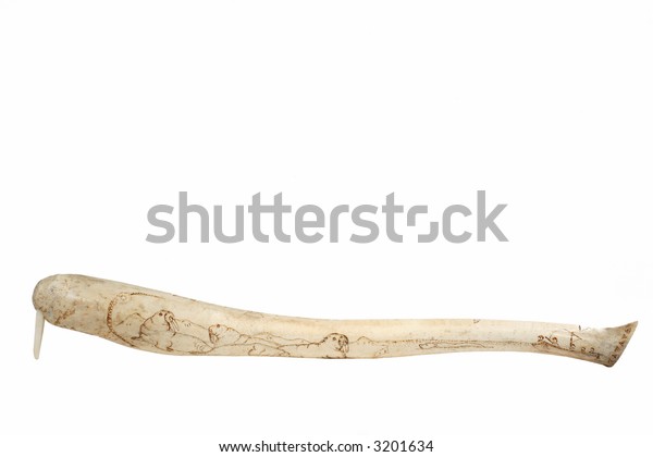 Walrus Baculum Penis Bone Stock Photo (Edit Now) 3201634