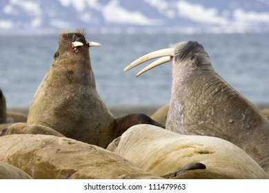 Walruses Fighting Stock Photo 111479963 | Shutterstock