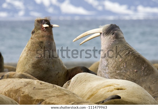 Walruses Fighting Stock Photo 111479963 | Shutterstock