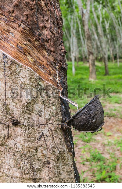 Warter Rubber Tree Stock Photo 1135383545 | Shutterstock