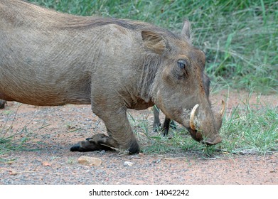 Warthog Stock Photo 14042242 | Shutterstock