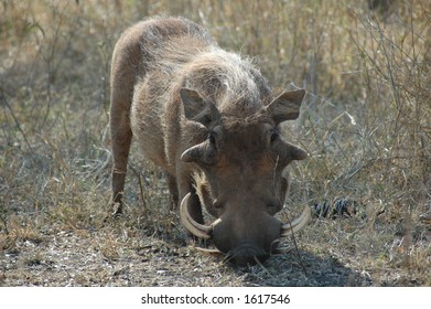 28 Vlakvark Images, Stock Photos & Vectors | Shutterstock