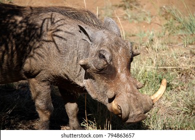 Warthog Face Close Stock Photo 794863657 | Shutterstock