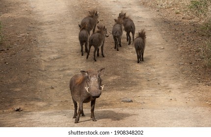 910 Warthog eyes Images, Stock Photos & Vectors | Shutterstock