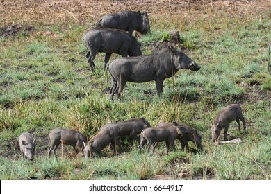 Warthogs Stock Photo 6644917 | Shutterstock