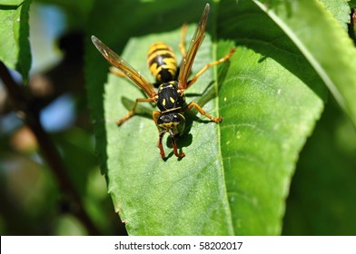 Subacid Images, Stock Photos & Vectors | Shutterstock