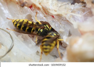 350 Wasps Eating Meat Images, Stock Photos & Vectors | Shutterstock