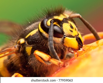 128,100 Macro Insect Head Images, Stock Photos & Vectors | Shutterstock