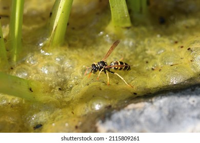 546 Aposematic animals Images, Stock Photos & Vectors | Shutterstock