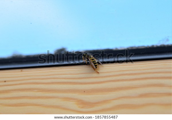 Wasp On Inside Window Frame Stock Photo 1857855487 | Shutterstock