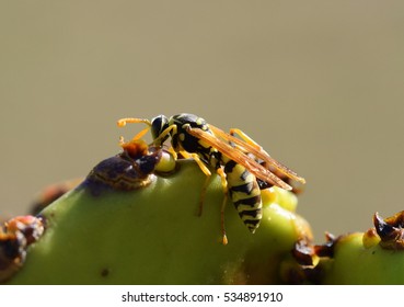 Wasp Side View Macro Stock Photo 534891910 | Shutterstock