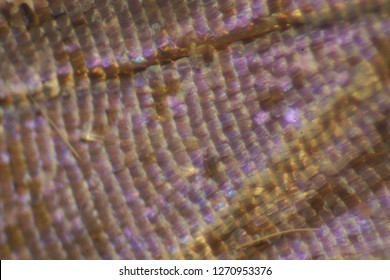 Watch Insects Microscope Stock Photo 1270953376 | Shutterstock