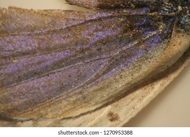 Watch Insects Microscope Stock Photo 1270953388 | Shutterstock