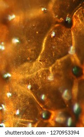 Watch Insects Microscope Stock Photo 1270953394 | Shutterstock