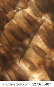 Watch Insects Microscope Stock Photo 1270953487 | Shutterstock
