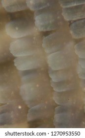 Watch Insects Microscope Stock Photo 1270953550 | Shutterstock