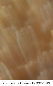 Watch Insects Microscope Stock Photo 1270953583 | Shutterstock