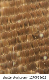 Watch Insects Microscope Stock Photo 1270953622 | Shutterstock