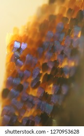 Watch Insects Microscope Stock Photo 1270953628 | Shutterstock