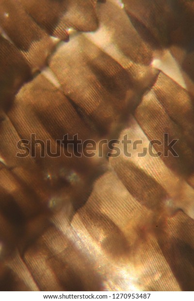 Watch Insects Microscope Stock Photo 1270953487 | Shutterstock