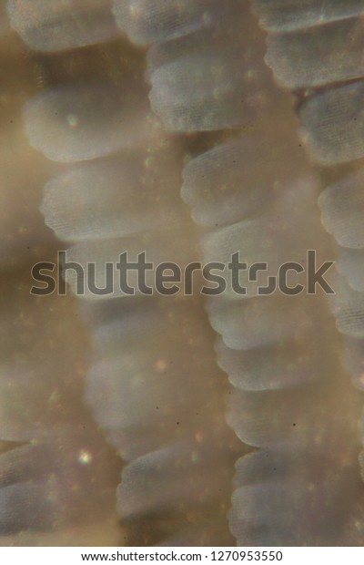 Watch Insects Microscope Stock Photo 1270953550 | Shutterstock