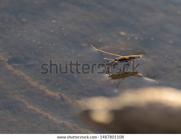 Water Bug Floating Down D River Stock Photo (Edit Now) 1487801108