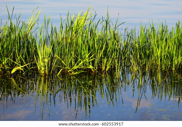 Water Cane Reflection River Stock Photo 602553917 | Shutterstock