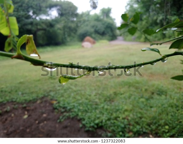 Water Drops On Lemon Tree Branch Stock Photo 1237322083 | Shutterstock