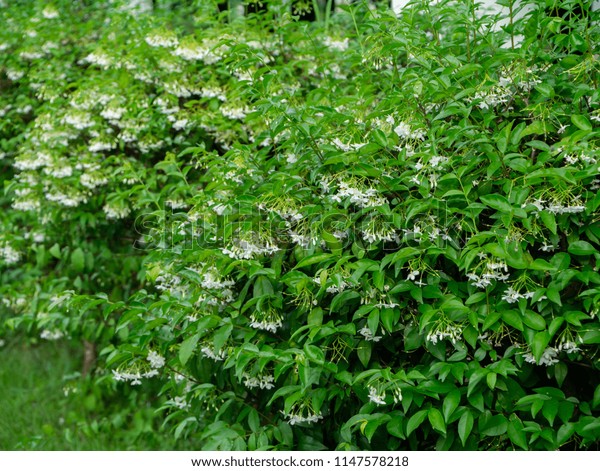 Water Jasmine Tree Background Wrightia Religiosa Stock Photo 1147578218 ...