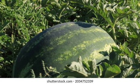 Watermelon Patch: Over 663 Royalty-Free Licensable Stock Photos ...