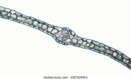 Стоковая фотография 720055042: Cross Section Cut Gum Leaf Under ...