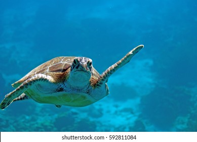 Waving Turtle Stock Photo 592811084 | Shutterstock
