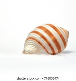 Wavy Shell Sea Shell Pattern White Stock Photo 776035474 | Shutterstock