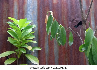 4,543 Weak plant Images, Stock Photos & Vectors | Shutterstock