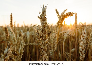 Weat : 2,004 images, photos et images vectorielles de stock | Shutterstock