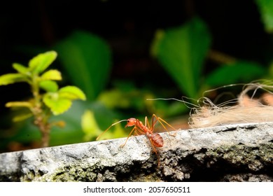 230 Predatory ants Images, Stock Photos & Vectors | Shutterstock