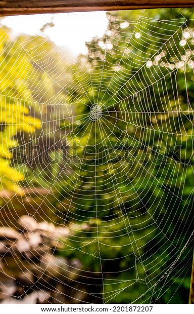 8,872 Cobwebs Sun Images, Stock Photos & Vectors | Shutterstock