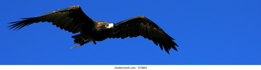 845 Wedge tail eagles Images, Stock Photos & Vectors | Shutterstock
