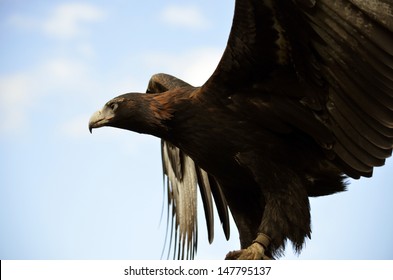 845 Wedge tail eagles Images, Stock Photos & Vectors | Shutterstock