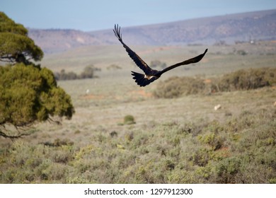 Wedge Tailed Eagle Hovering Over Sheep Stock Photo 1297912300 ...