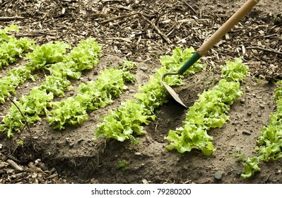 Weeding Lettuce Row Hoe Stock Photo 79280200 | Shutterstock