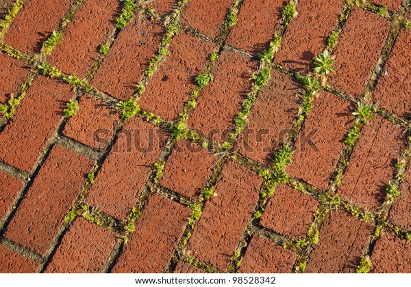 Weeds Growing Between Bricks On Pavement Stock Photo (Edit Now) 98528342