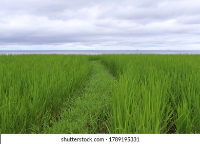 109 Weedy rice Images, Stock Photos & Vectors | Shutterstock