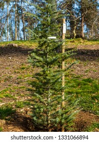 Weeping Cedar Sapling Forest Process Reforesting Stock Photo 1331066894 ...