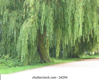 Weeping Willow Stock Photo 24294 | Shutterstock