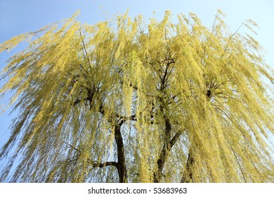 Weeping Willow Stock Photo 53683963 | Shutterstock