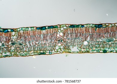 Weeping Willow Leaf Cross Section Stock Photo (Edit Now) 781568746