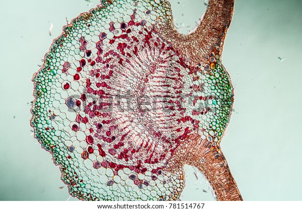 Weeping Willow Leaf Cross Section Stock Photo 781514767 | Shutterstock