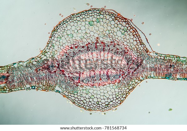 Weeping Willow Leaf Cross Section Stock Photo 781568734 | Shutterstock