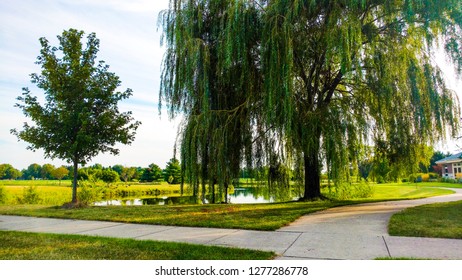 Weeping Willow Path During Summers Day Stock Photo 1277286778 ...